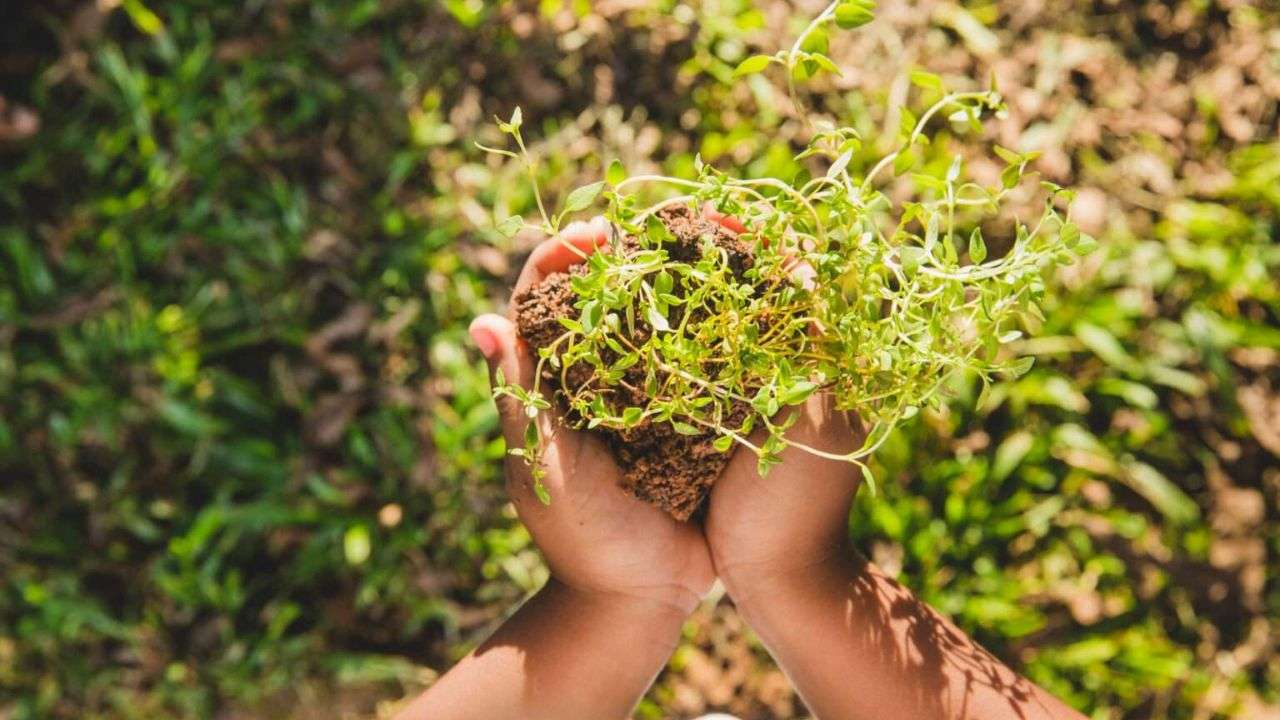 Ultimate Guide to Alaska Trees: Care Tips for Harsh Climates