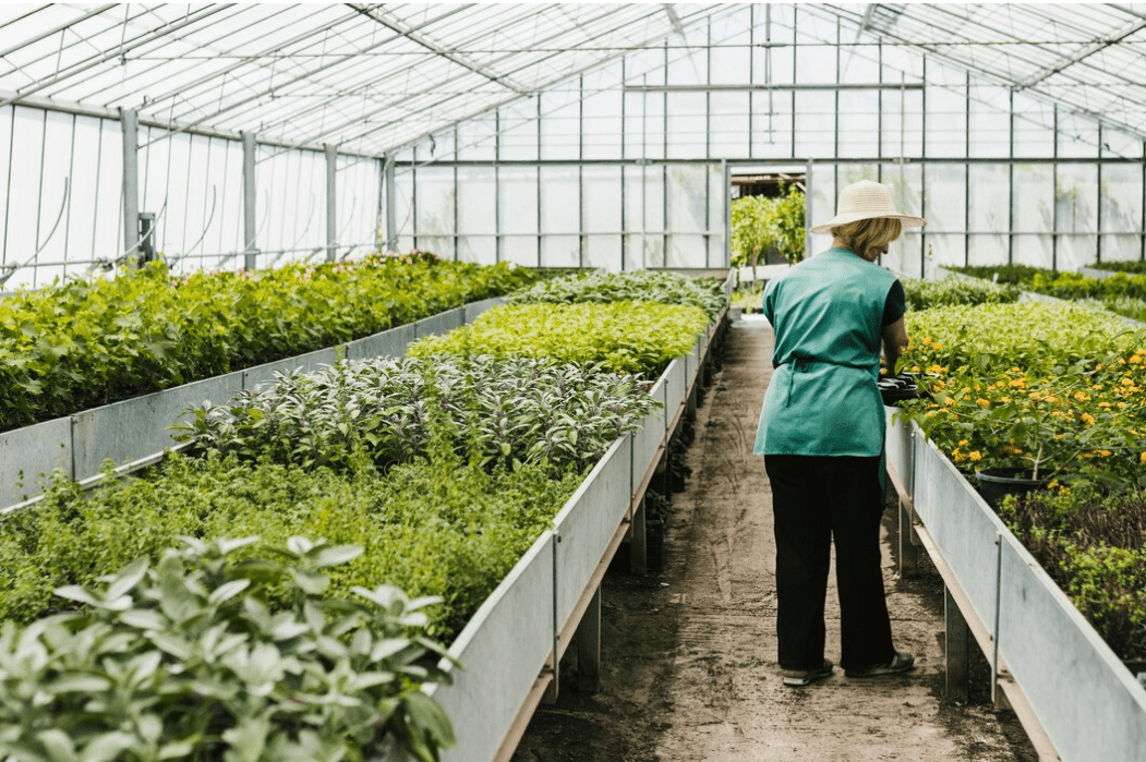 The Importance of Greenhouse Farming for Sustainable Agriculture