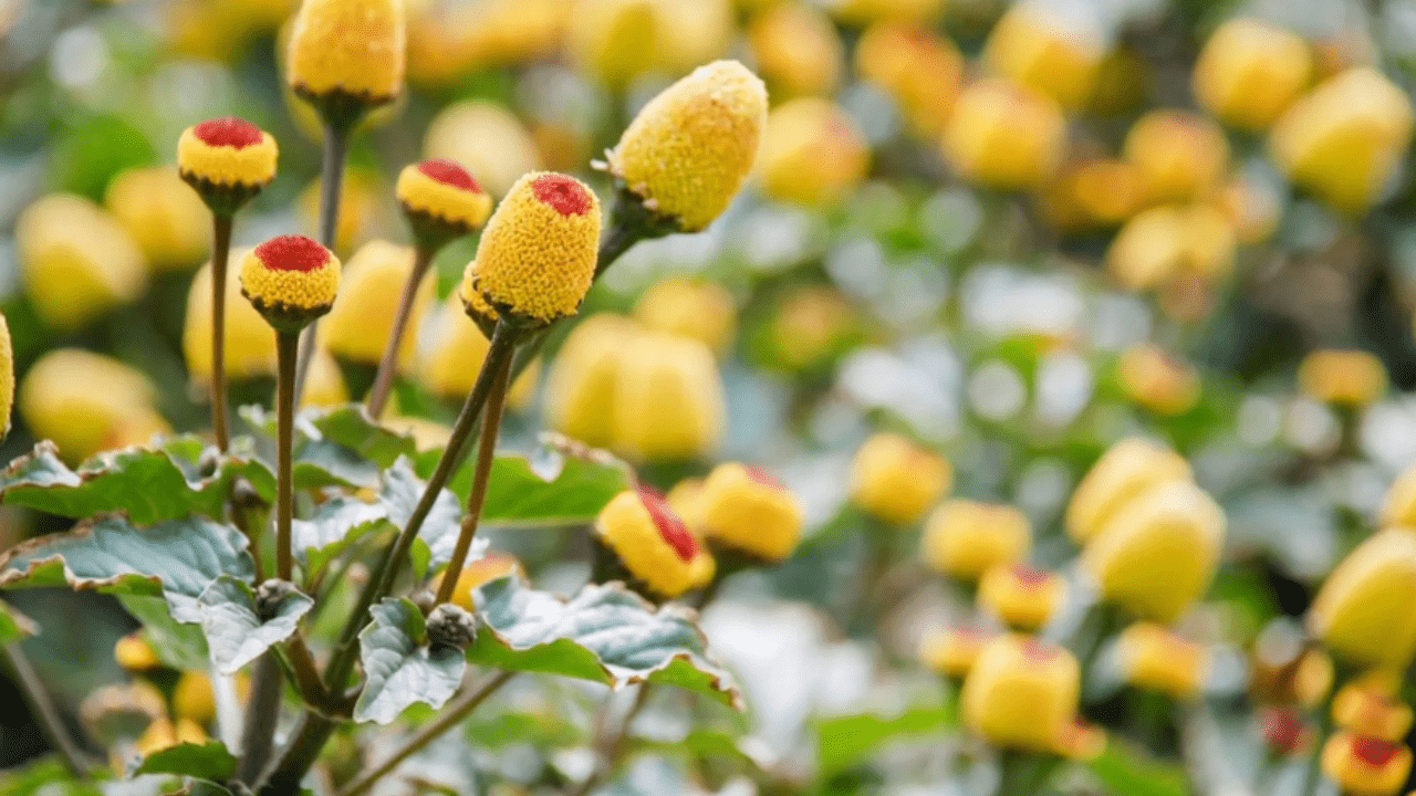 Toothache Plant Seeds: Grow Your Own Pain-Relief Garden