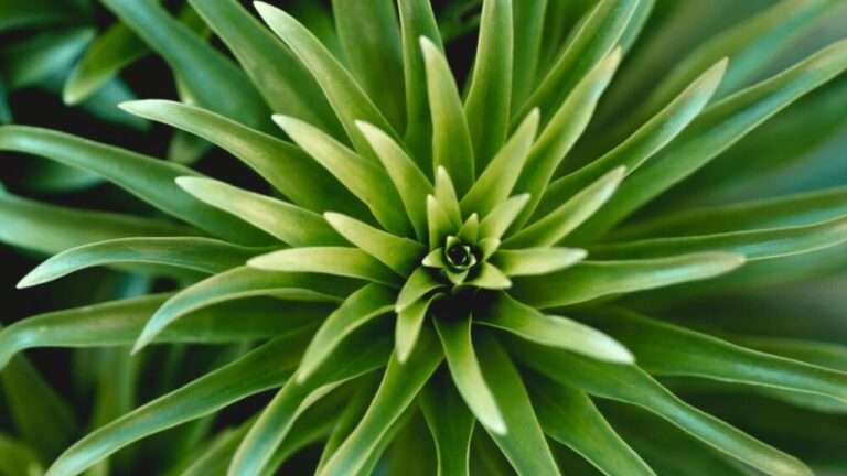 Top 10 Swamp Plants for a Thriving Wetland Garden