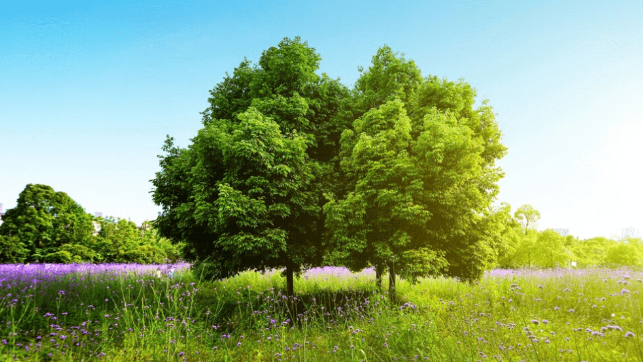 The Secret to Healthy and Thriving Trees Revealed!