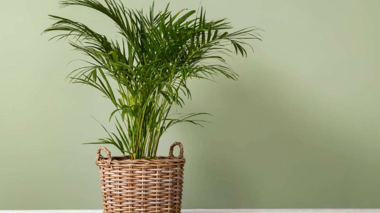 Grow Palm-Like Plants: Indoor & Outdoor Options