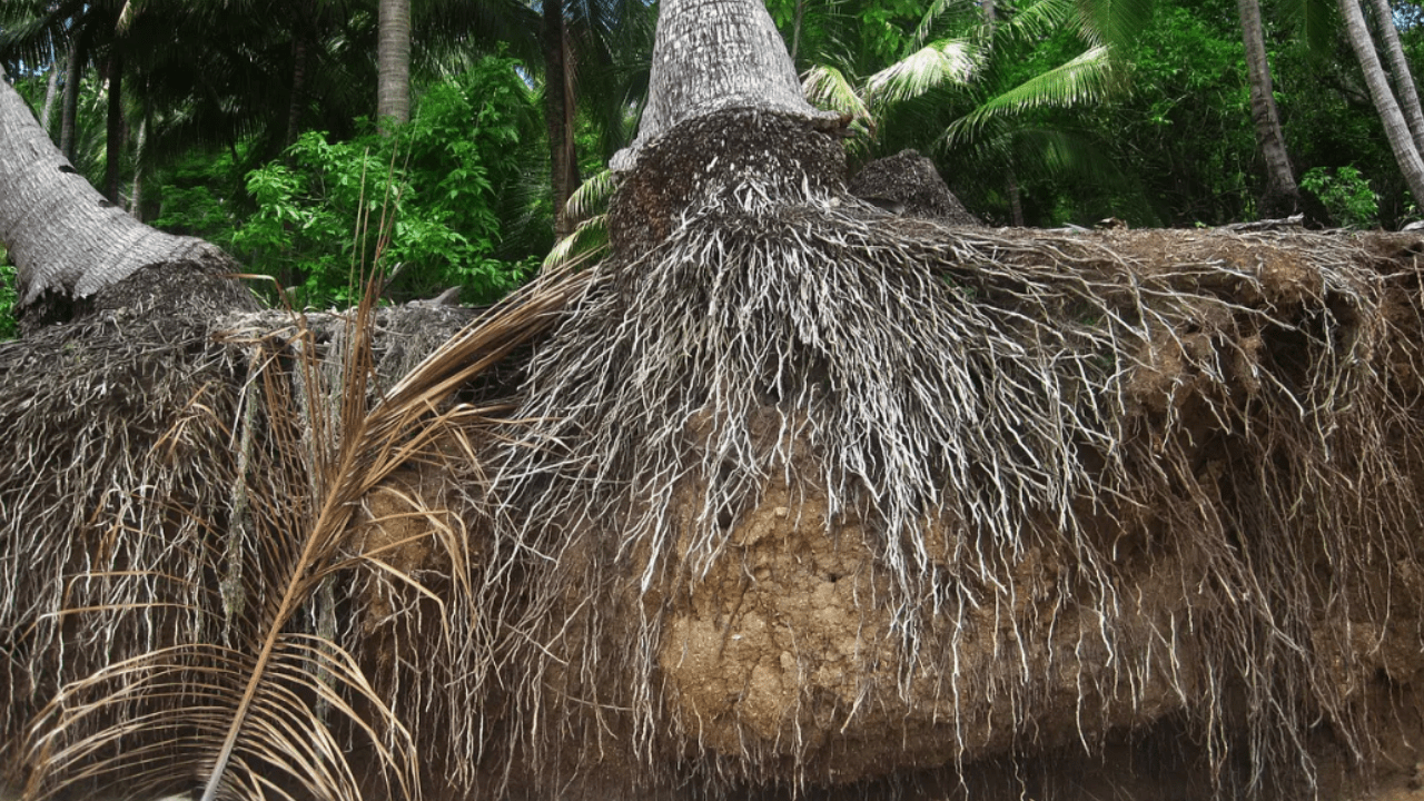 Areca Palm Root System
