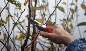 Pruning Persimmon Trees: Step-by-Step Guide for Beginners