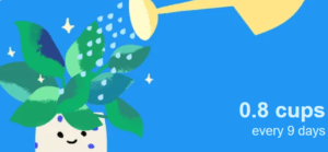 Khat-Plant-Seeds: Expert Tips for Growing Khat at Home