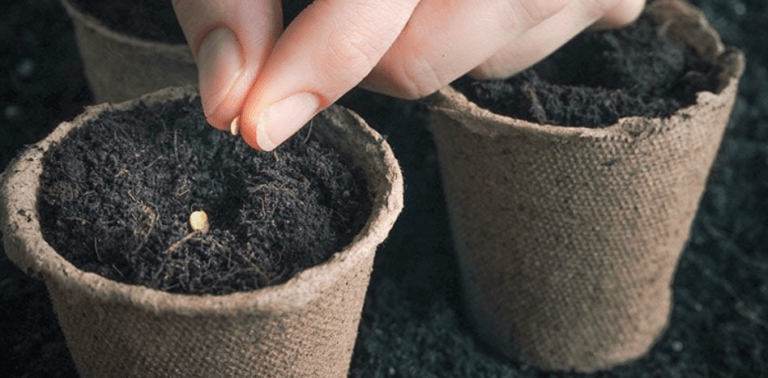 Khat-Plant-Seeds: Expert Tips for Growing Khat at Home