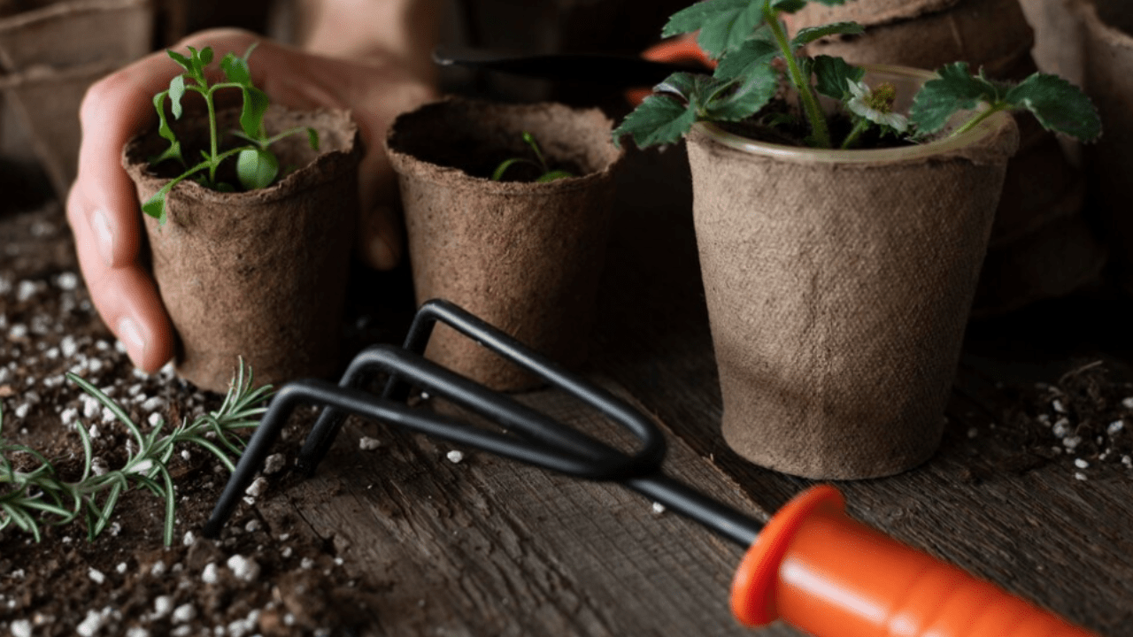 Ficus Tree Fertilizer: Optimal Nutrients for Healthy Growth