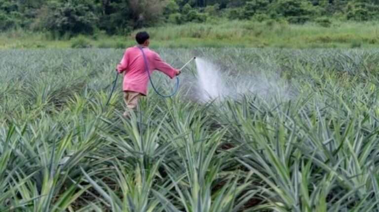 Fertilizer for Pineapple Plants: Boost Growth & Fruit Yield