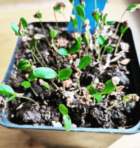 Khat-Plant-Seeds: Expert Tips for Growing Khat at Home