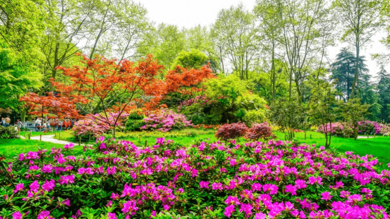 Tree Gardens: Design Tips for Stunning Landscapes