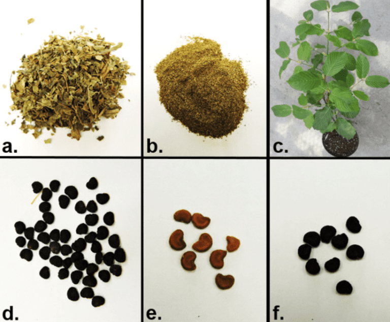 Khat-Plant-Seeds: Expert Tips for Growing Khat at Home