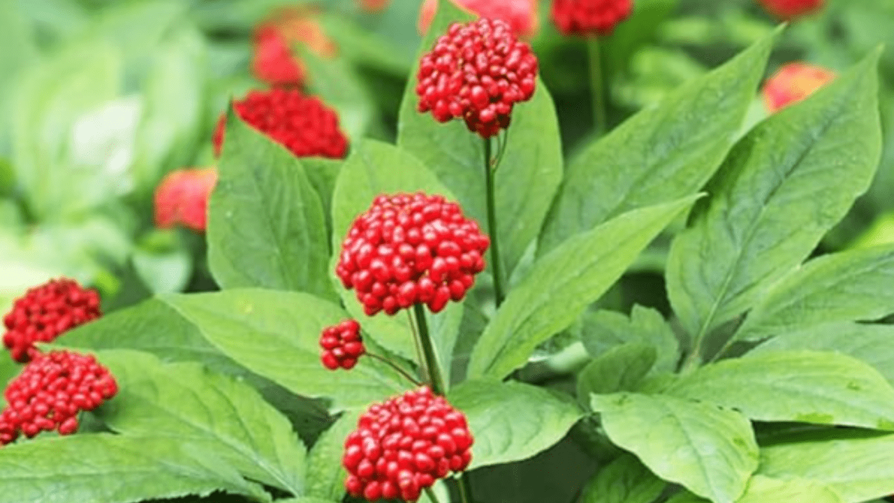 Ginseng Plant Seeds: Start Your Garden with Quality Seeds