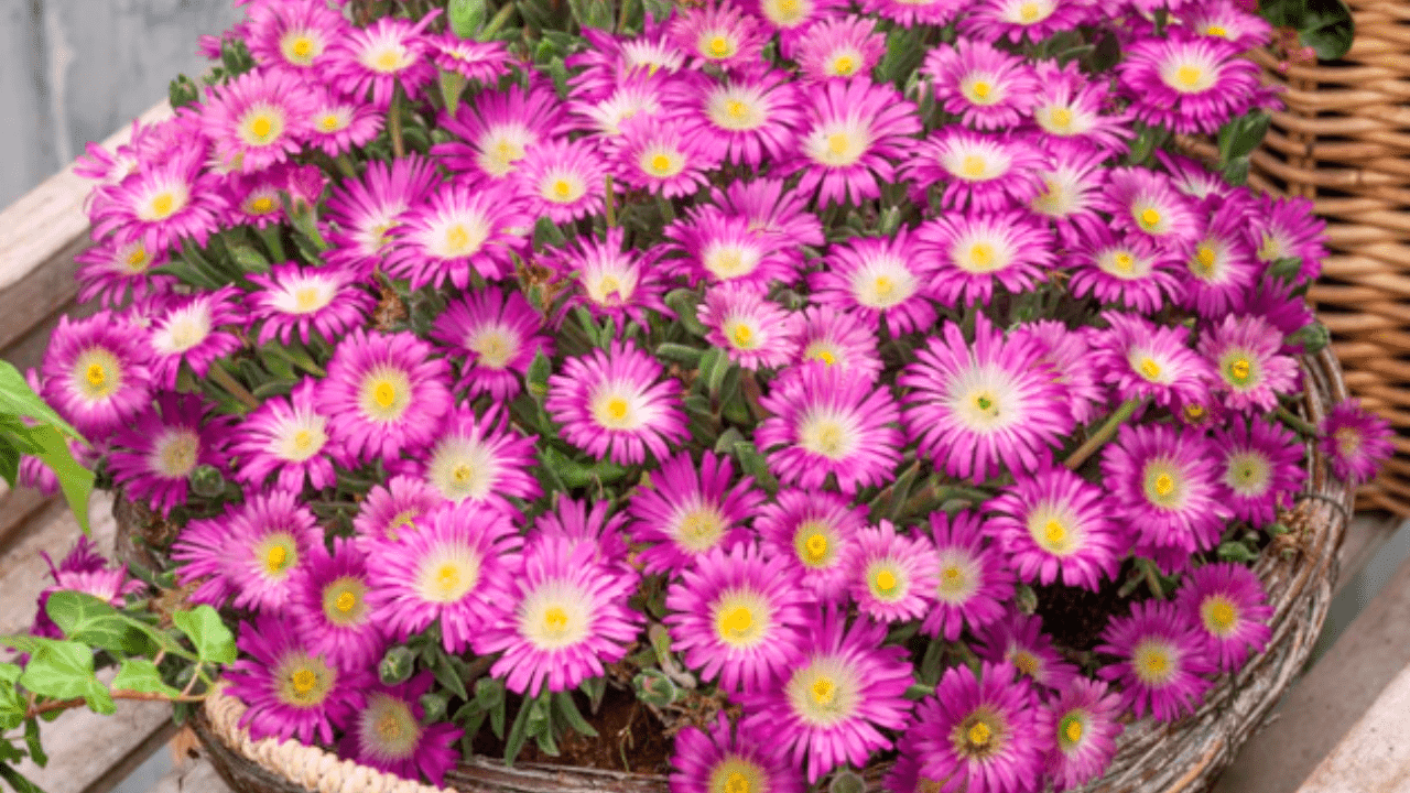 Ice Plant Seeds: Easy-to-Grow Varieties for Every Gardener