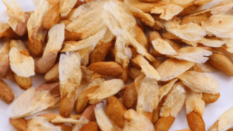 Khat-Plant-Seeds: Expert Tips for Growing Khat at Home