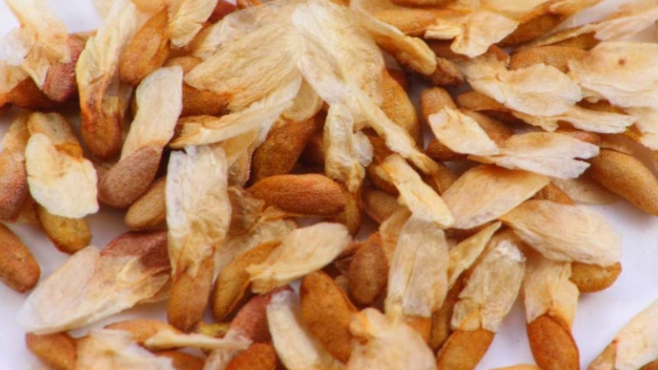 Khat-Plant-Seeds: Expert Tips for Growing Khat at Home