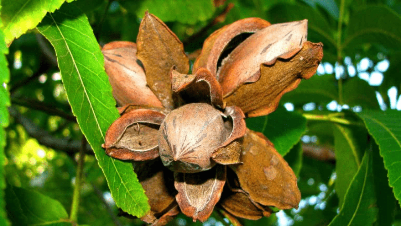 Pecan Tree in Winter: Essential Care Tips for Cold Months