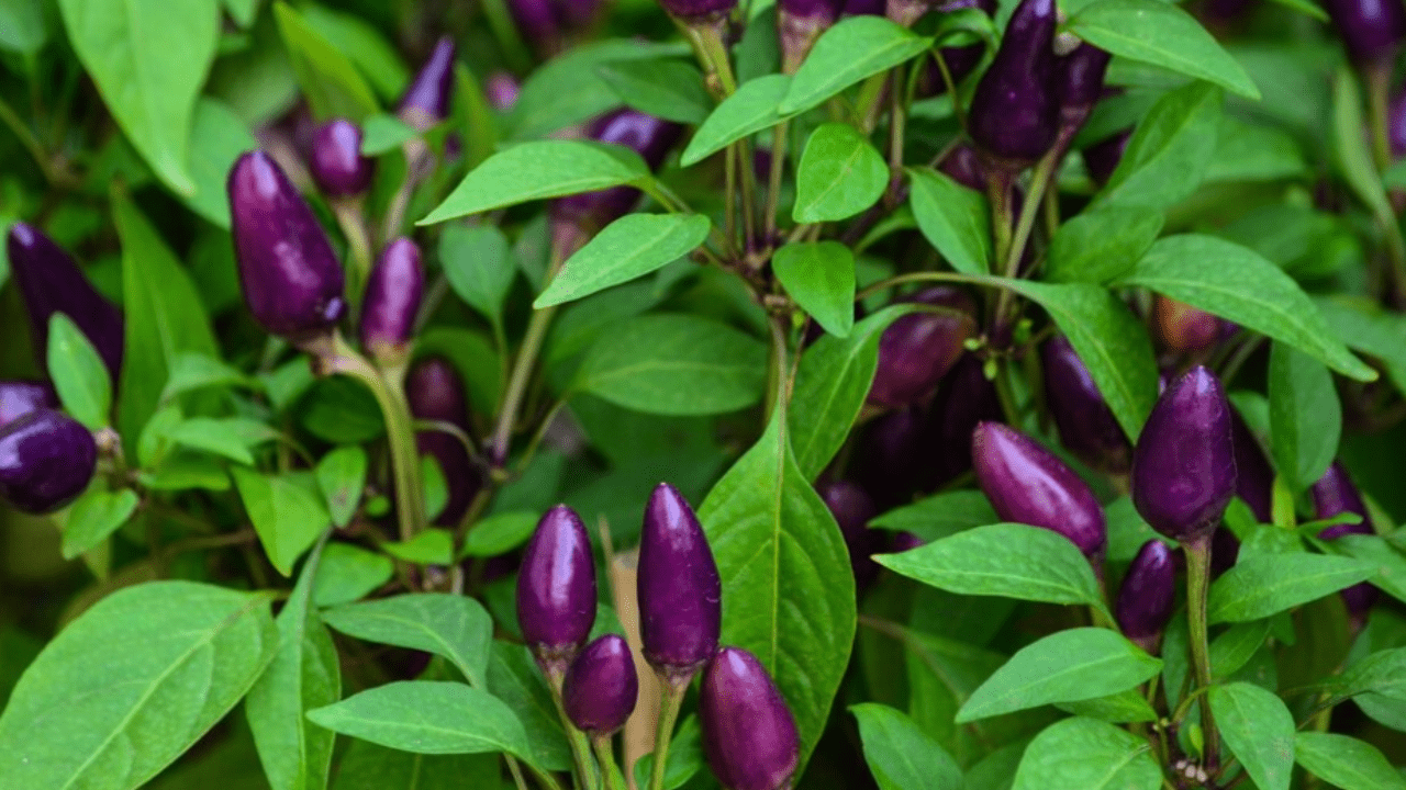 Purple Beauty Pepper Plant: Grow Vibrant Flavors in Your Garden