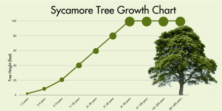 Sycamore Tree Roots: Managing Growth in Your Landscape