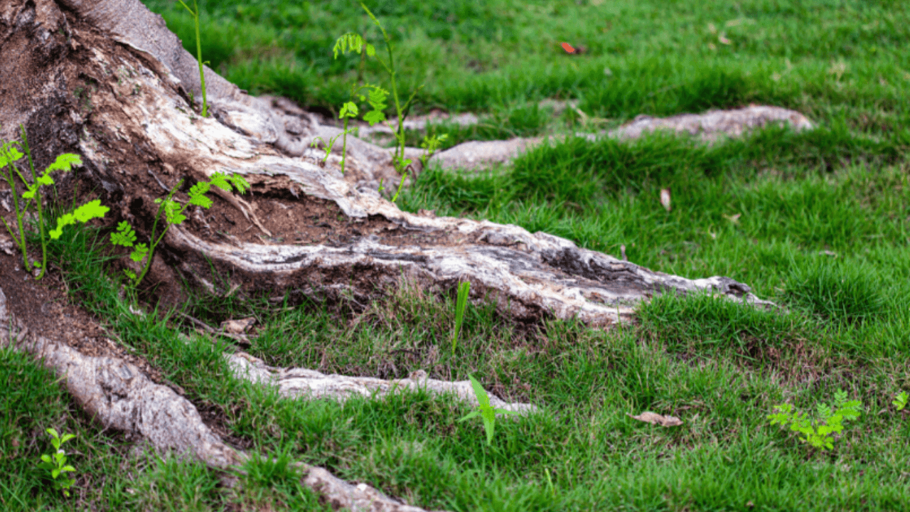 Sycamore Tree Roots: Tips for Care and Maintenance