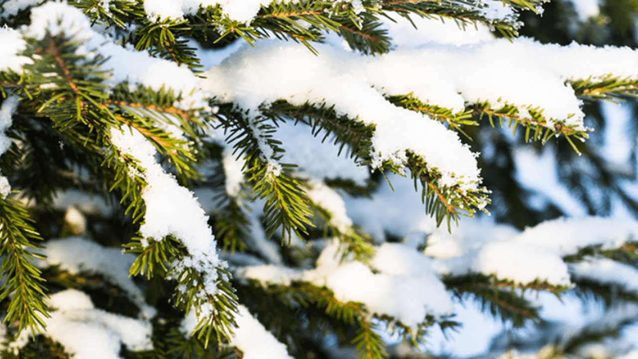 Winter Evergreen Trees: Care Tips for a Vibrant Landscape