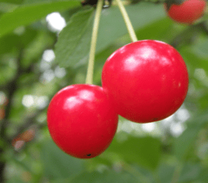 Cherries on Trees: Growing Tips and Care Guide
