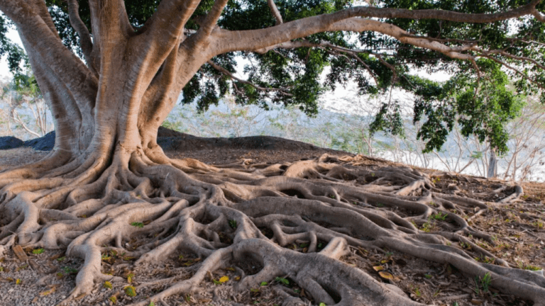 Trees with Shallow Roots: Learn The Impact and Importance
