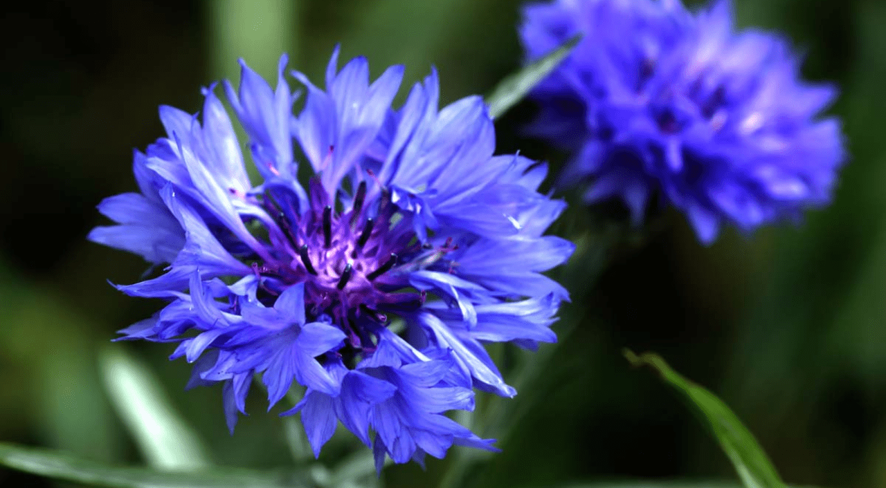 Bachelor Buttons Plant: A Complete Growing Guide