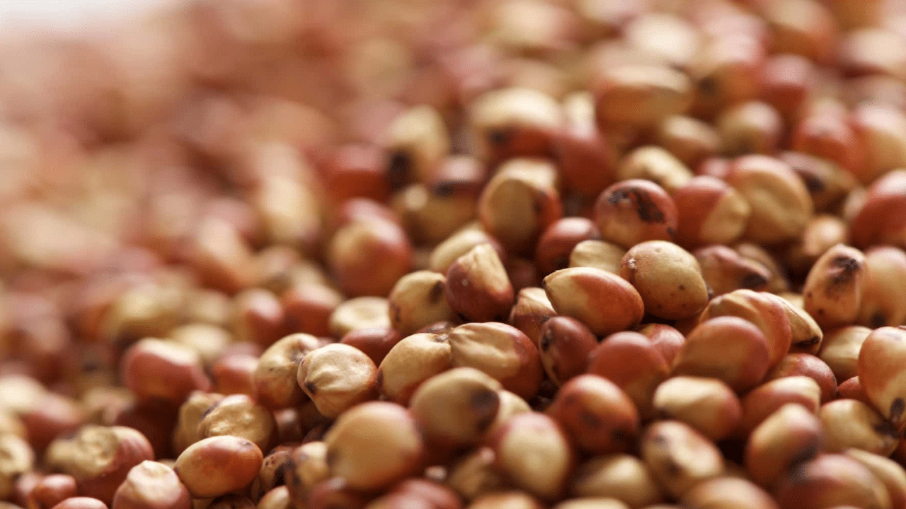 Sorghum Seeds for Planting: How to Grow Sorghum Effectively
