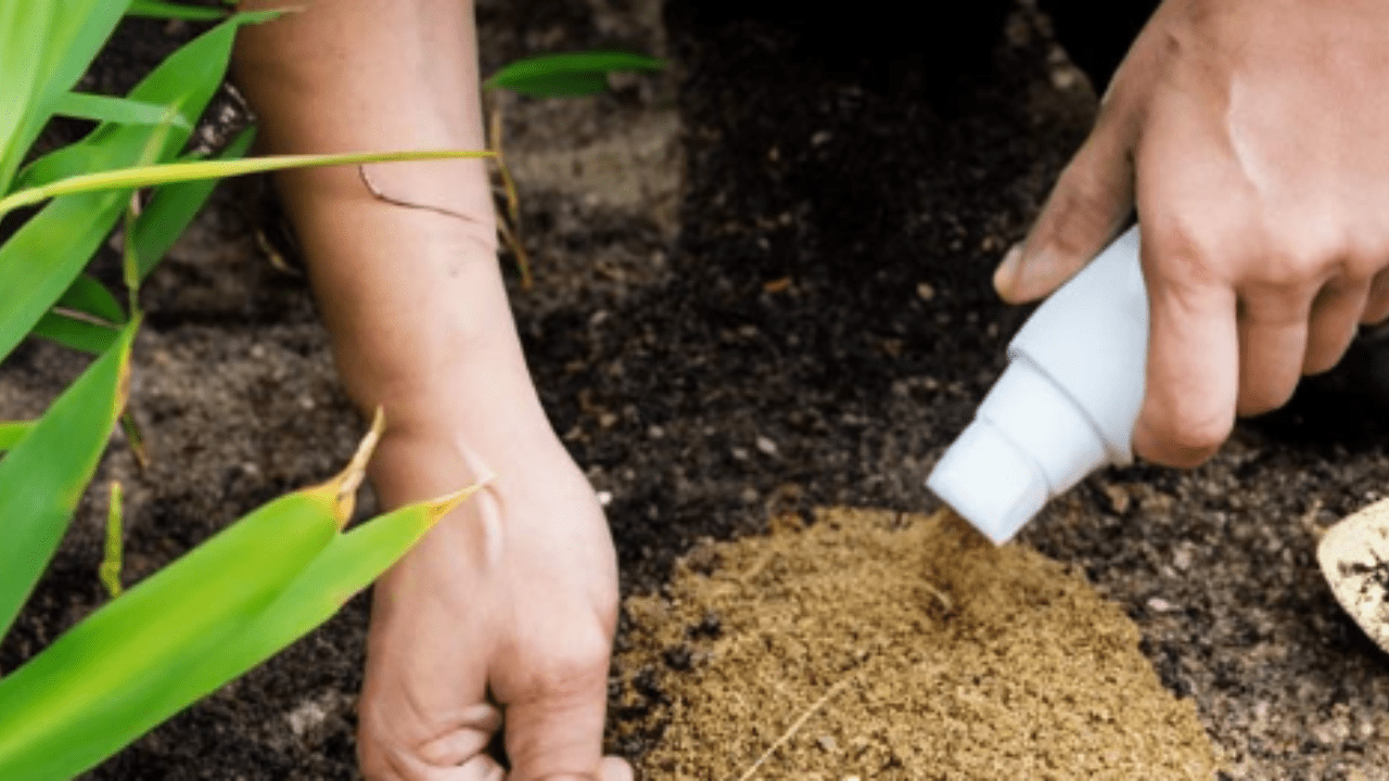 Fertilizer Bamboo Plant: Best Nutrients for Optimal Growth