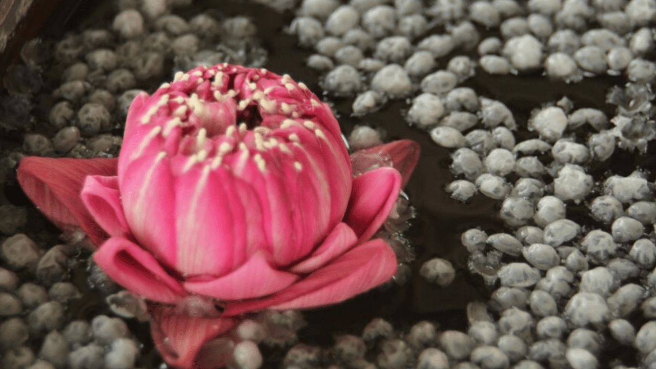 Lotus Plant Seeds - Grow Stunning Water Garden Blooms