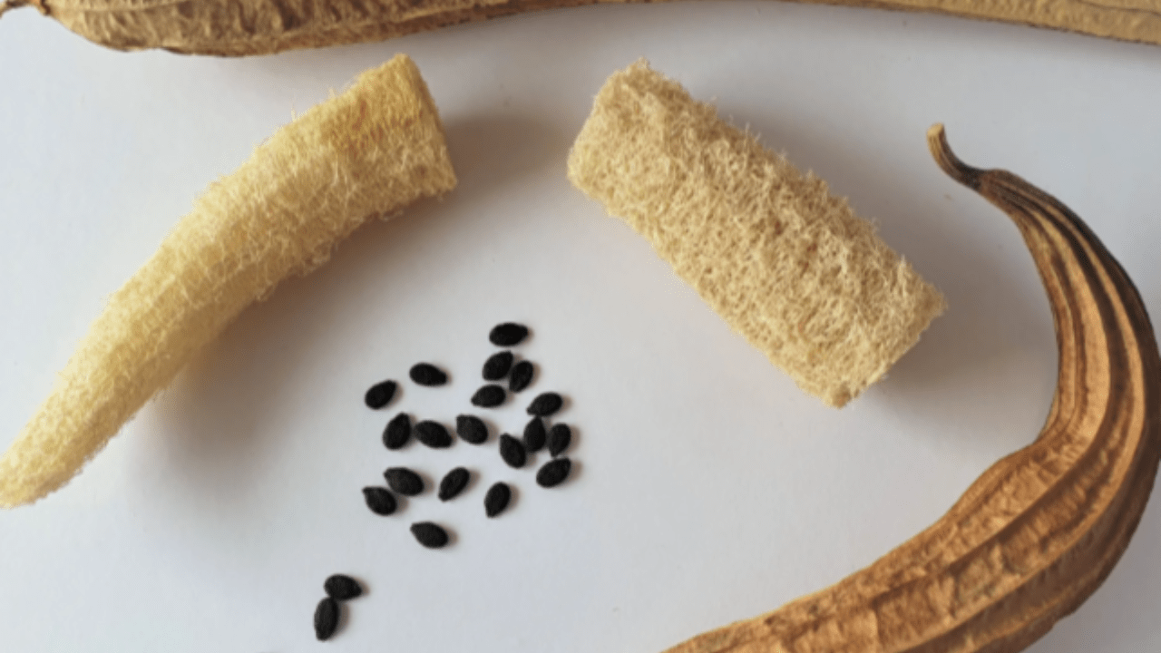 Luffa Plant Seeds - Easy Steps to Grow Your Own Loofah