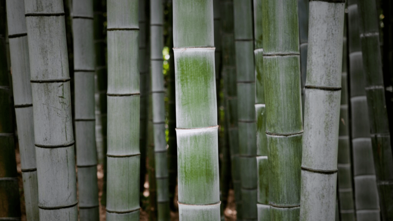 Non Invasive Bamboo Plants for Beautiful, Controlled Growth