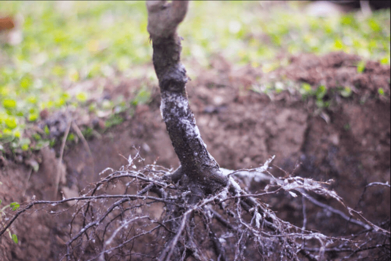 Pecan Tree Root System: Growth, Depth, and Care Tips