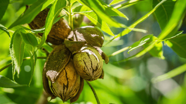 Pecan Tree Root System: Growth, Depth, and Care Tips