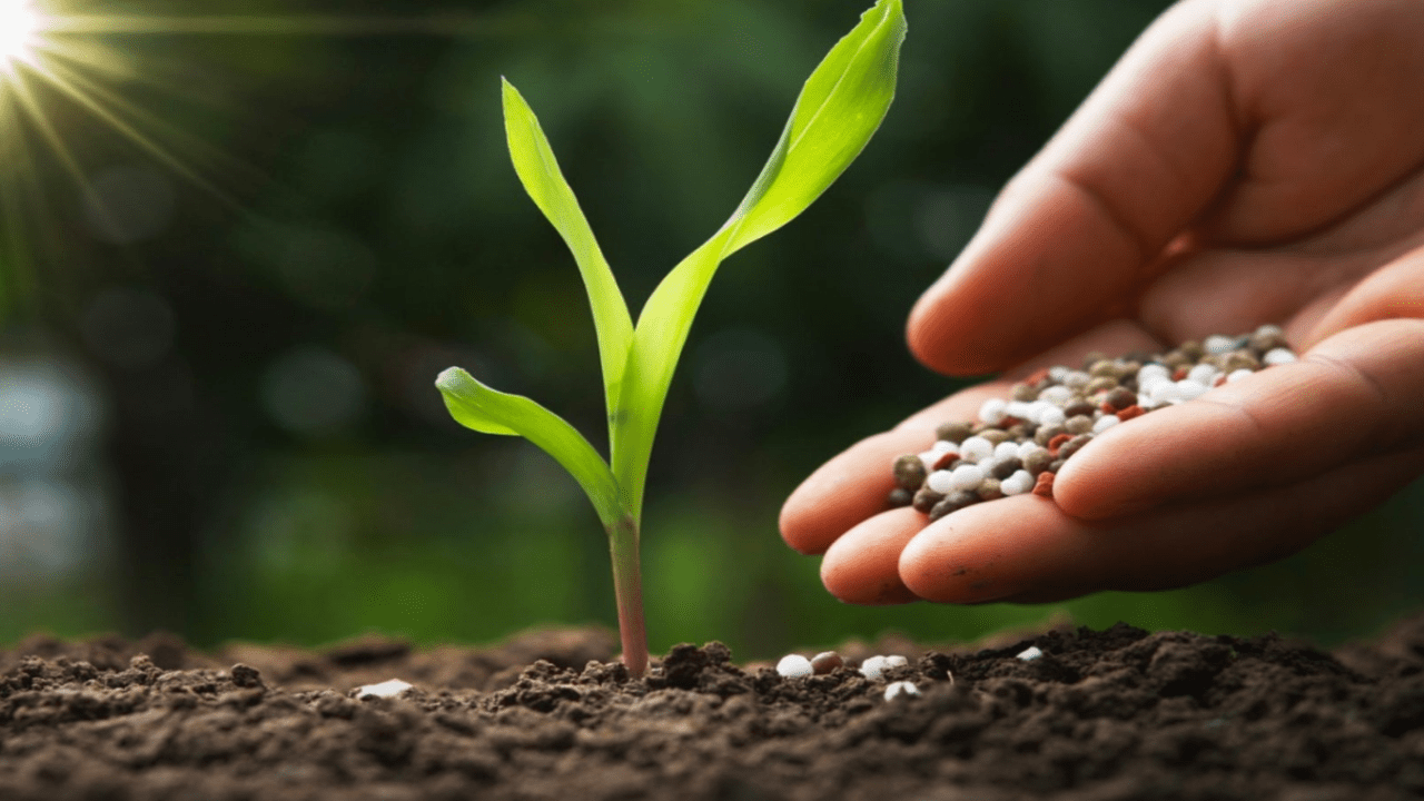 Root Fertilizer for Trees: Cultivating Healthy Growth from Below