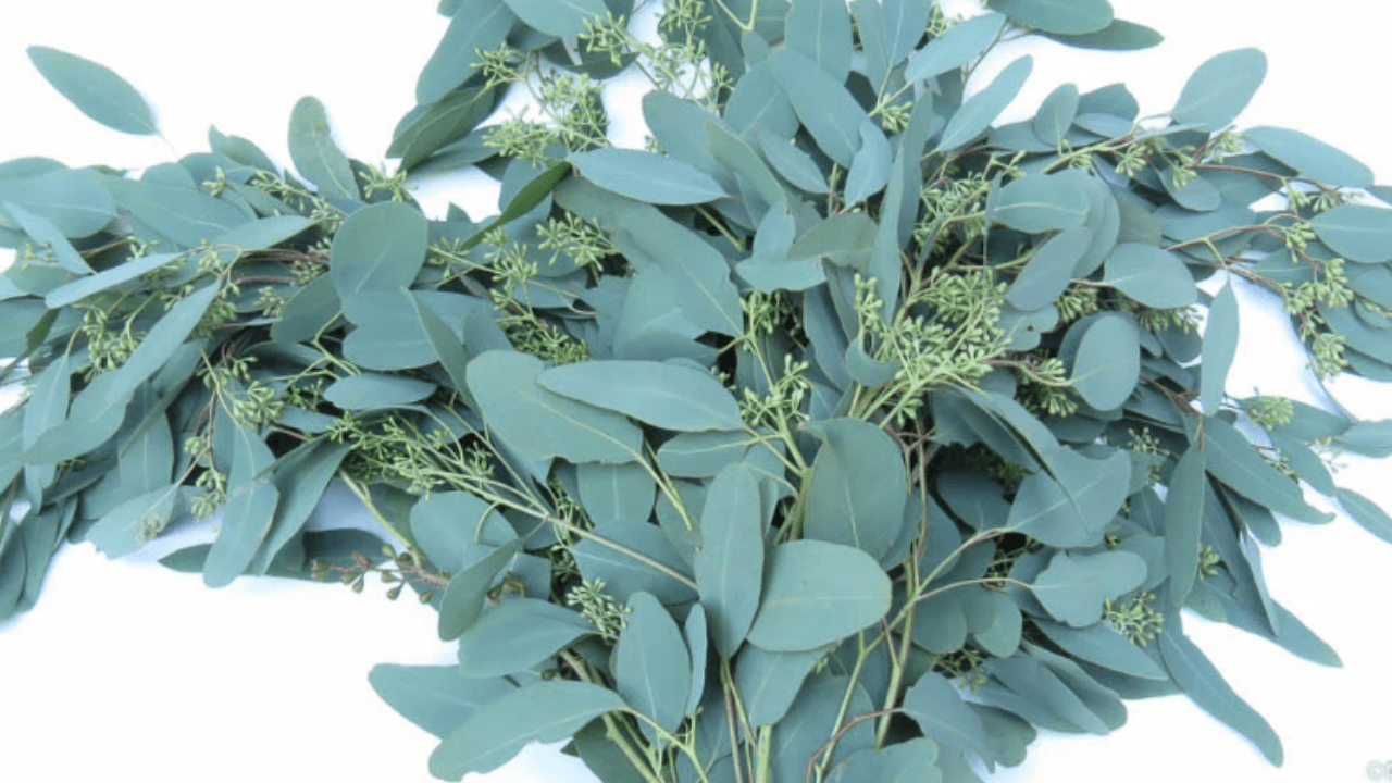 Seeded Eucalyptus Plant: Grow and Care Tips for Success