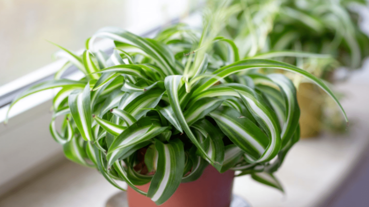 Spider Plant Seeds: Easy Tips for Growing and Care