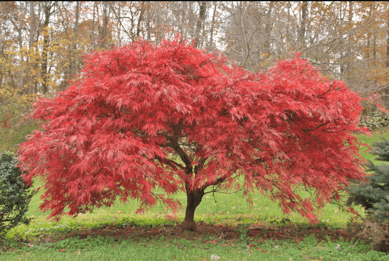 Trees with Small Root Systems: Best Choices for Your Garden