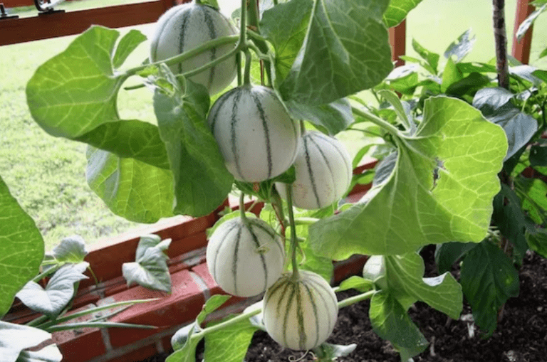 Watermelon White Inside - Causes, Solutions, and Prevention Tips