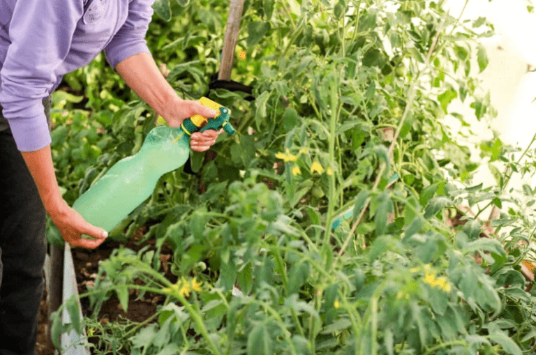Tomato Leaves Drooping: Causes and Solutions for Healthy Plants