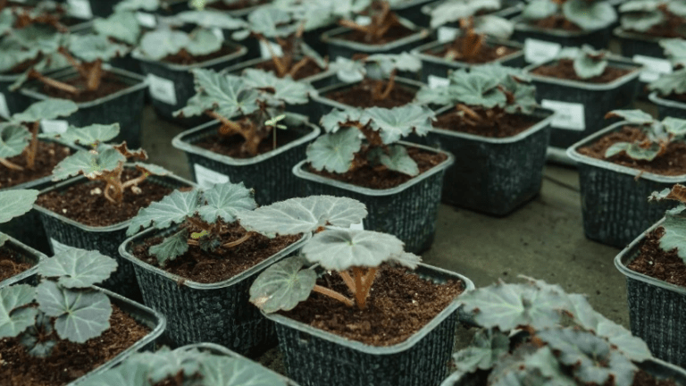 Weeping Begonia Plant: Essential Care and Growing Tips