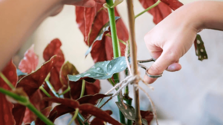 Weeping Begonia Plant: Essential Care and Growing Tips