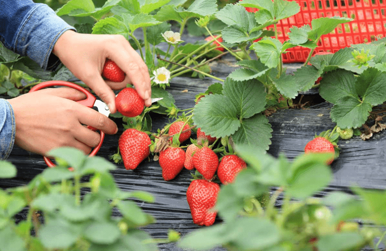 Strawberry Plant Spacing: Tips for Optimal Growth & Yields