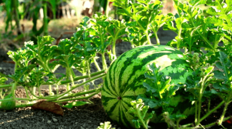 Fertilizer for Watermelon: Tips for Juicy, Sweet Melons.