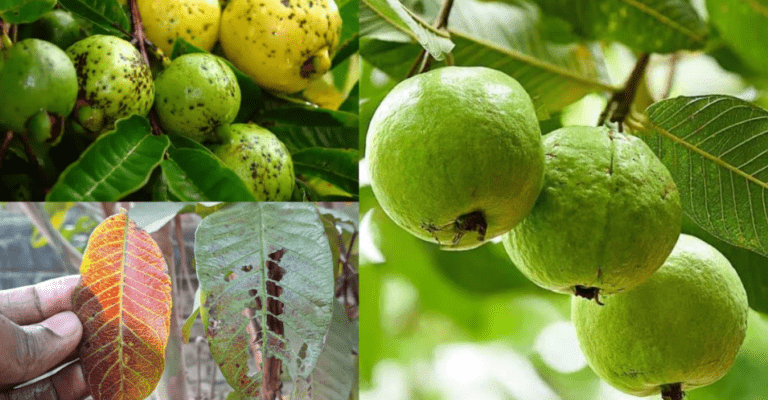 How to Grow Guava from Seed: Easy Home Gardening Tips.