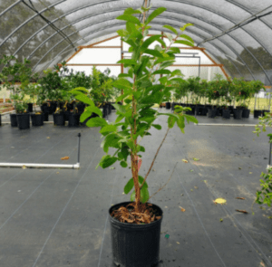 Pink Guava Tree: Growing Tips for a Thriving Garden.