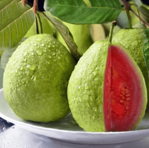 Pink Guava Tree: Growing Tips for a Thriving Garden.