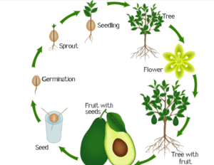 Avocado Season Explained: Key Harvesting Tips for Gardeners.