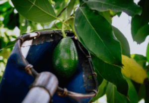 Avocado Season Explained: Key Harvesting Tips for Gardeners.