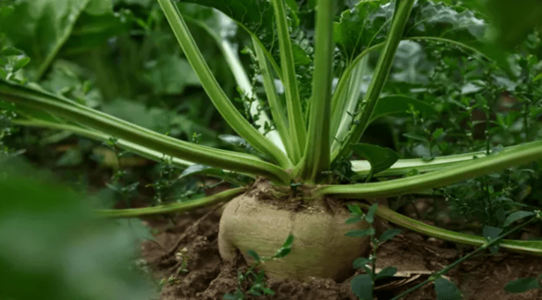 Companion Planting for Beets: Best Plants to Grow Together